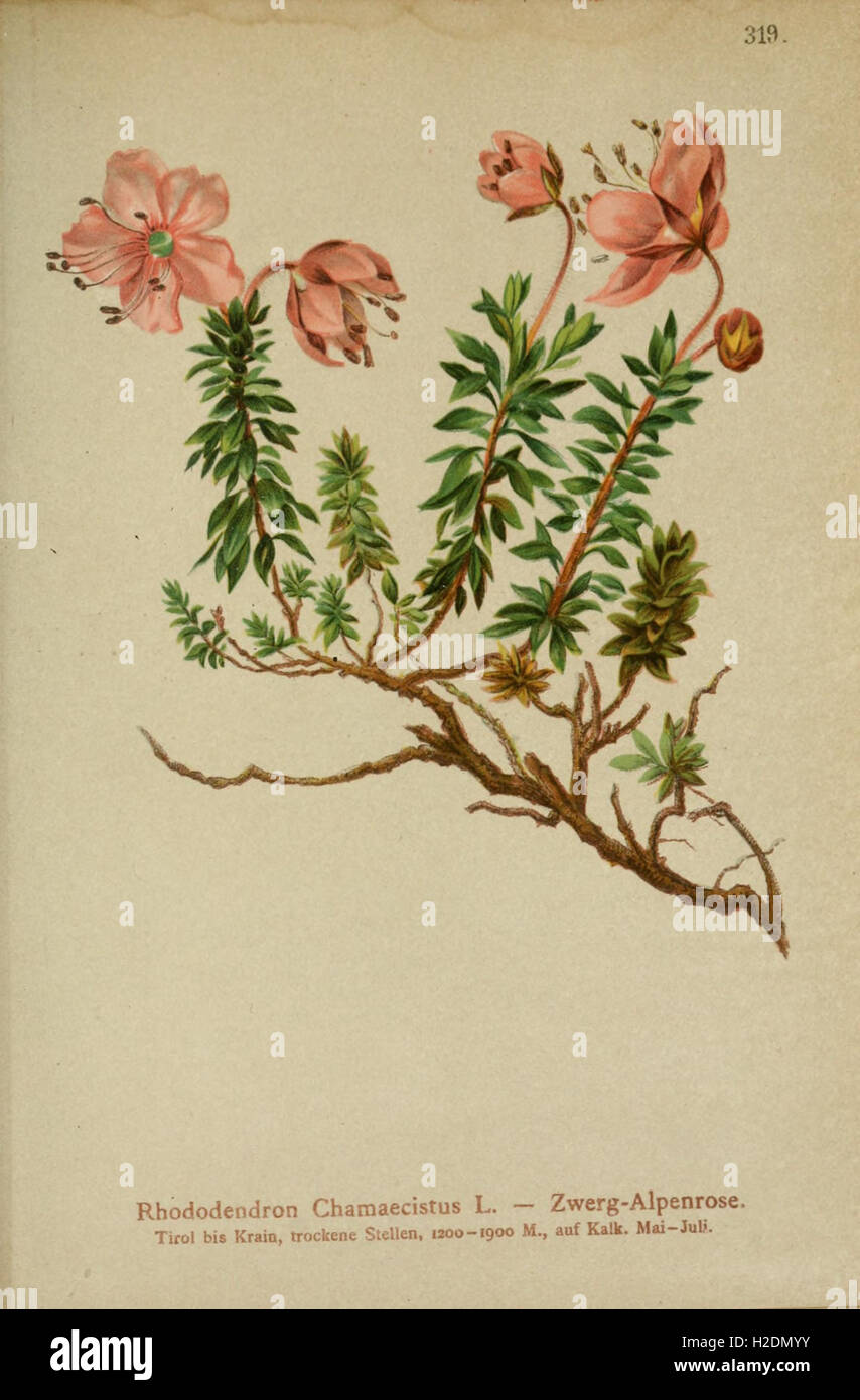 An illustrated atlas of Alpine flora, showcasing the plant species ...