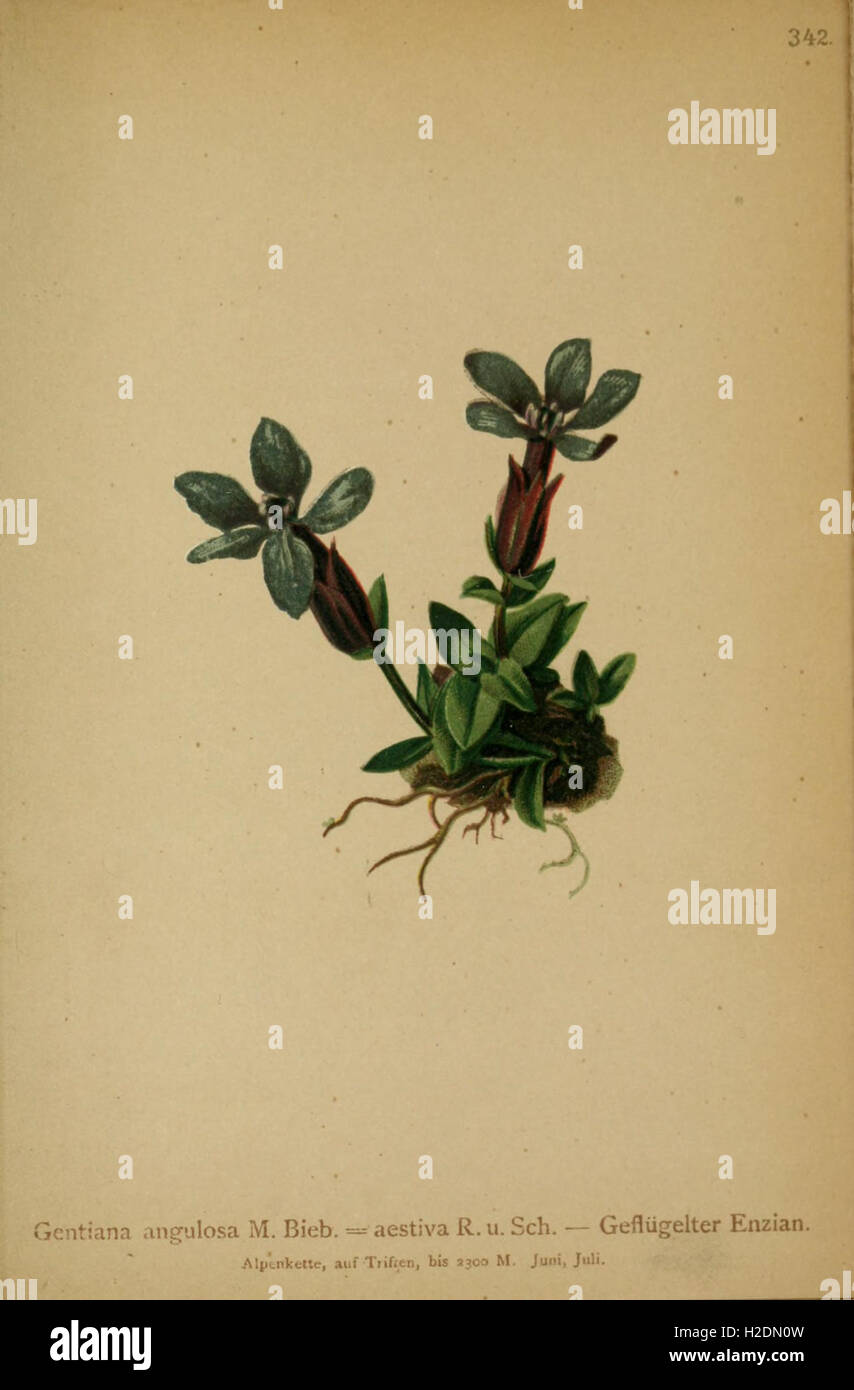 An atlas showcasing the flora of the Alps, focusing on alpine plants ...
