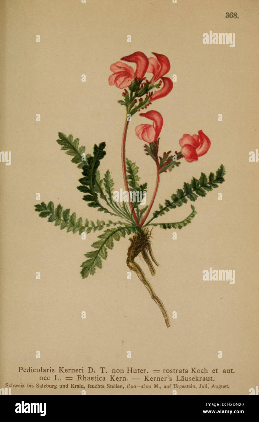 This atlas offers detailed illustrations and descriptions of the flora ...