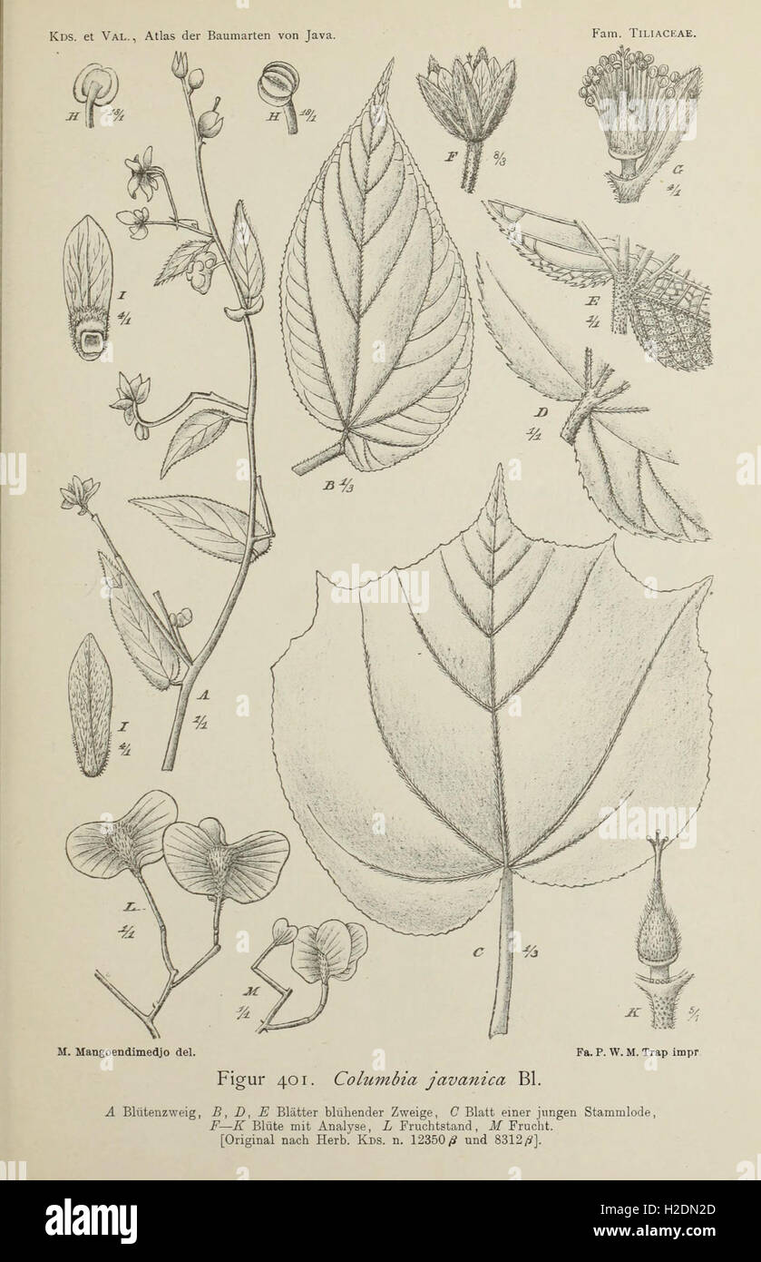 Figure 401 in 'Atlas der Baumarten von Java' illustrates various tree ...