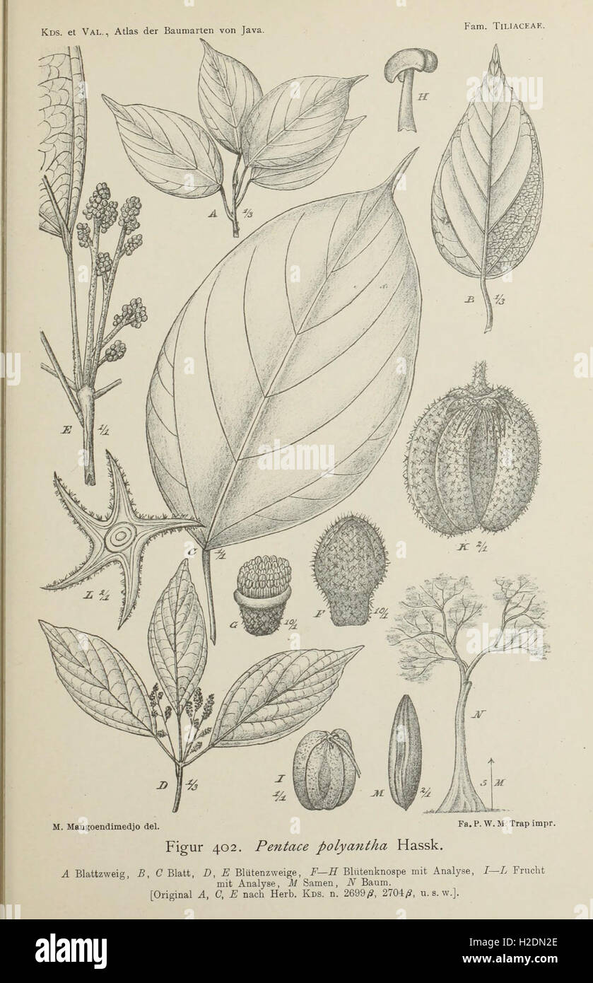 An atlas of tree species from Java, featuring figure 402, which ...