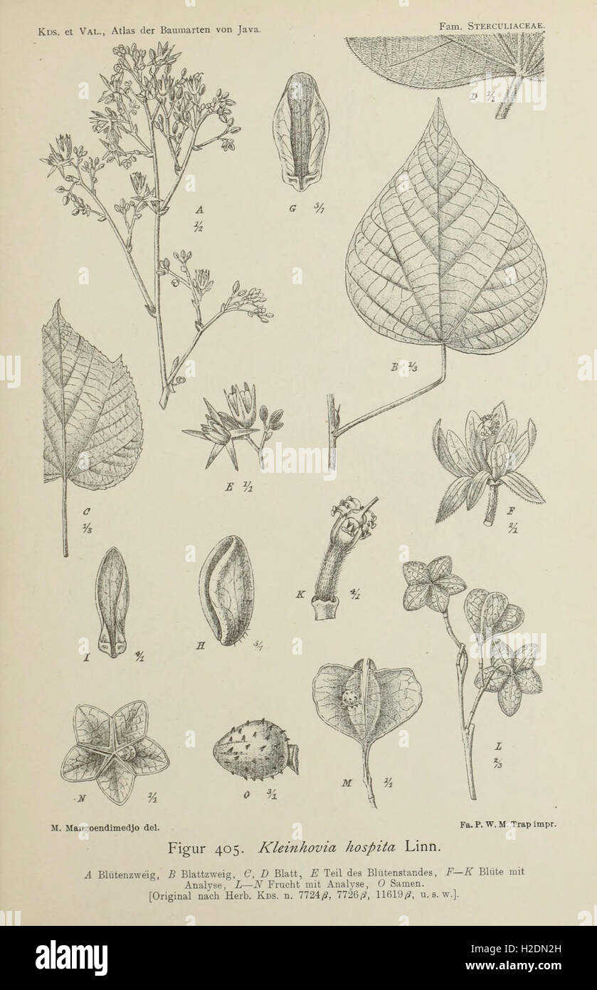 This atlas provides a detailed illustration and description of tree ...