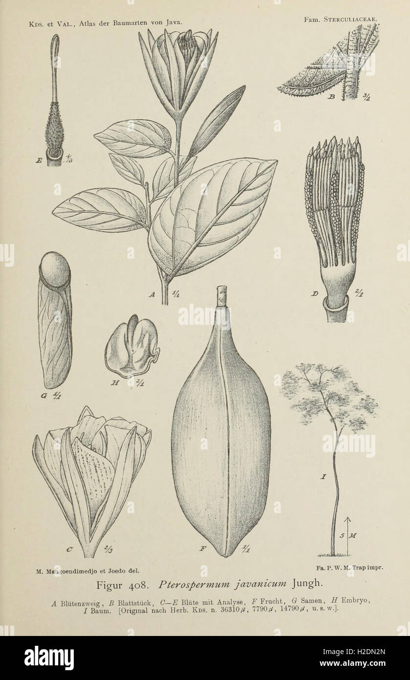 This atlas provides a detailed overview of tree species native to Java ...