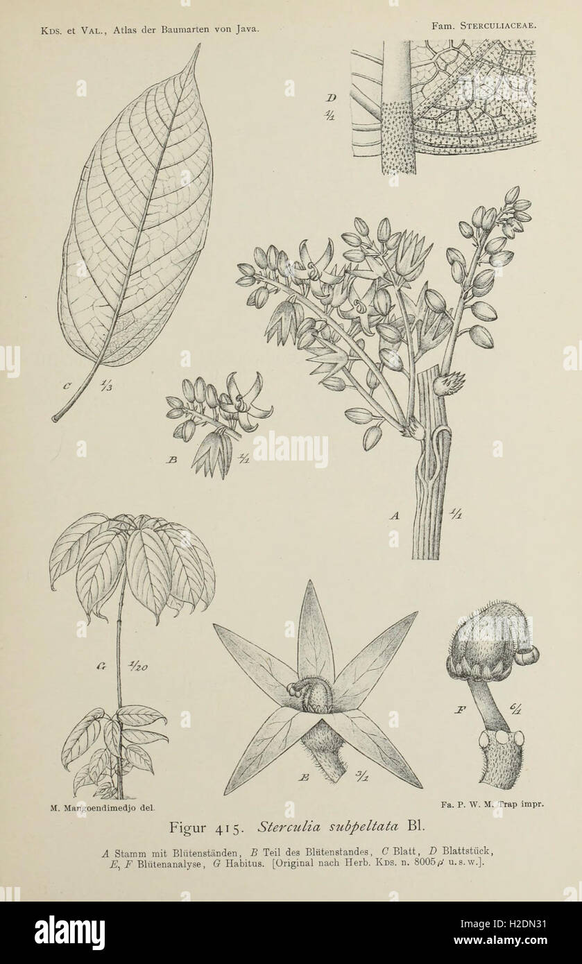 This atlas presents various tree species native to Java, offering ...