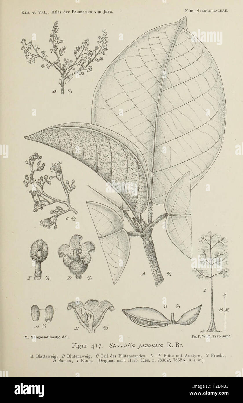 This atlas illustrates the tree species of Java, featuring detailed ...