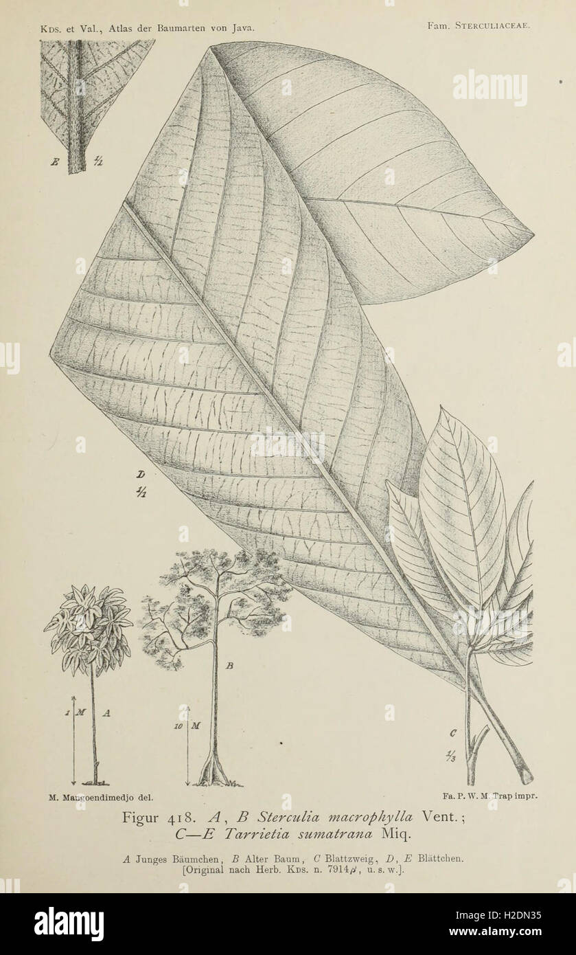 This atlas showcases the tree species found in Java, focusing on their ...