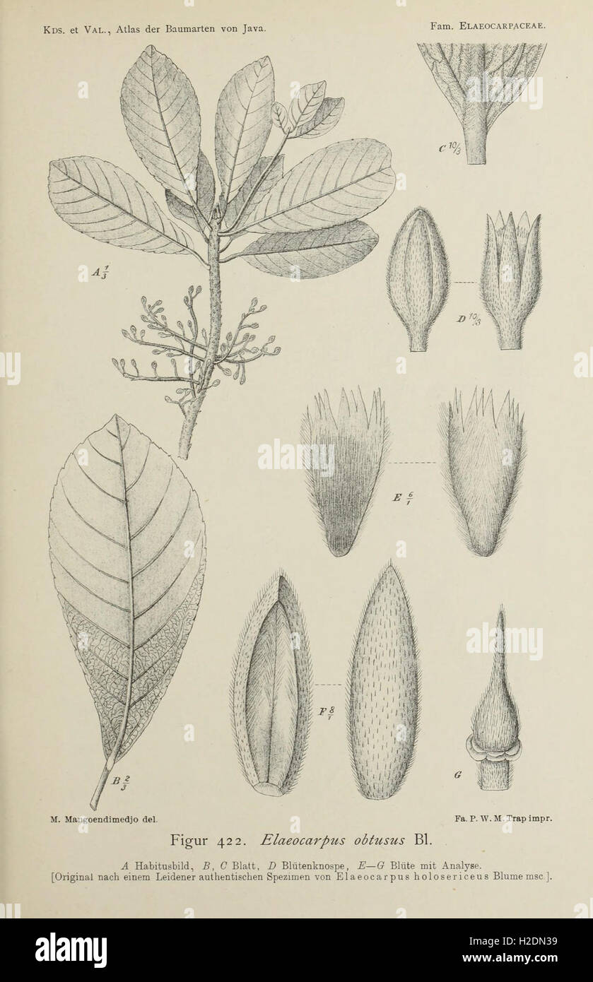 This atlas presents various tree species native to Java, focusing on ...