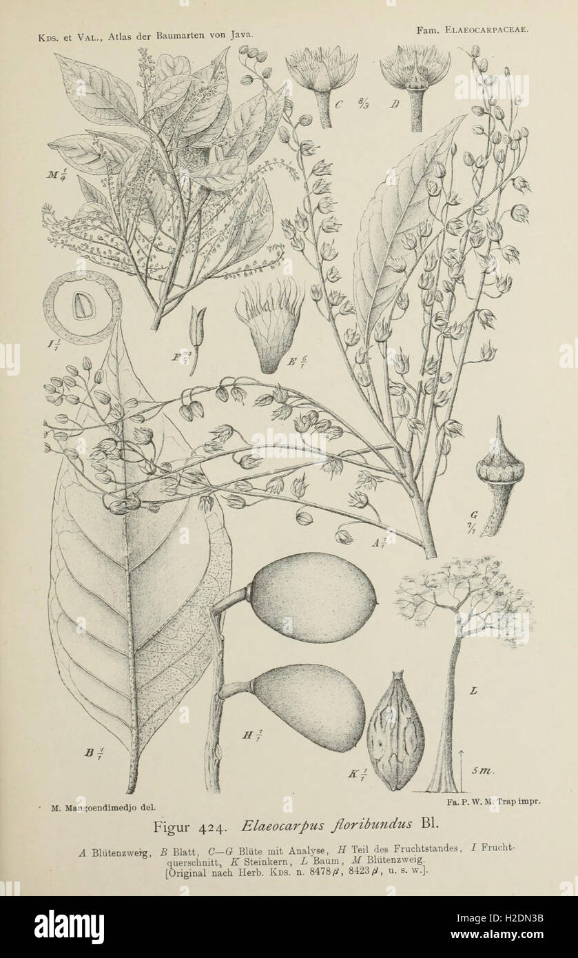 An illustrated atlas showcasing the various tree species of Java ...