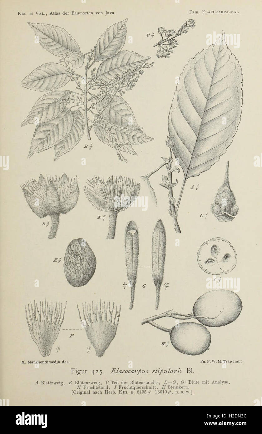 This figure from the 'Atlas der Baumarten von Java' illustrates a ...