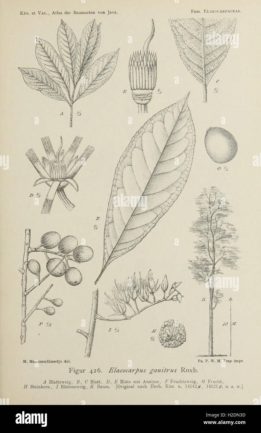 An atlas detailing the tree species of Java, including illustrations ...