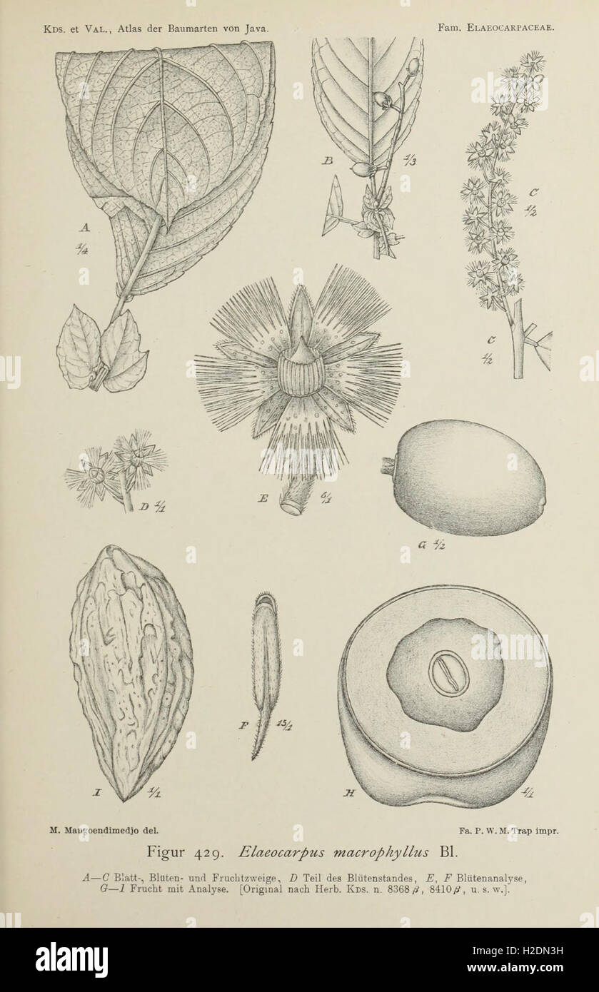 An atlas of tree species from Java, providing detailed visual ...