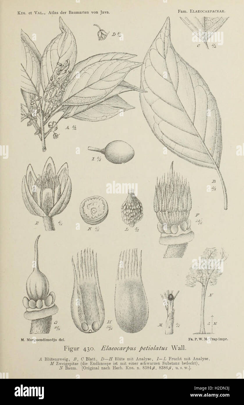 This atlas provides detailed illustrations and descriptions of tree ...