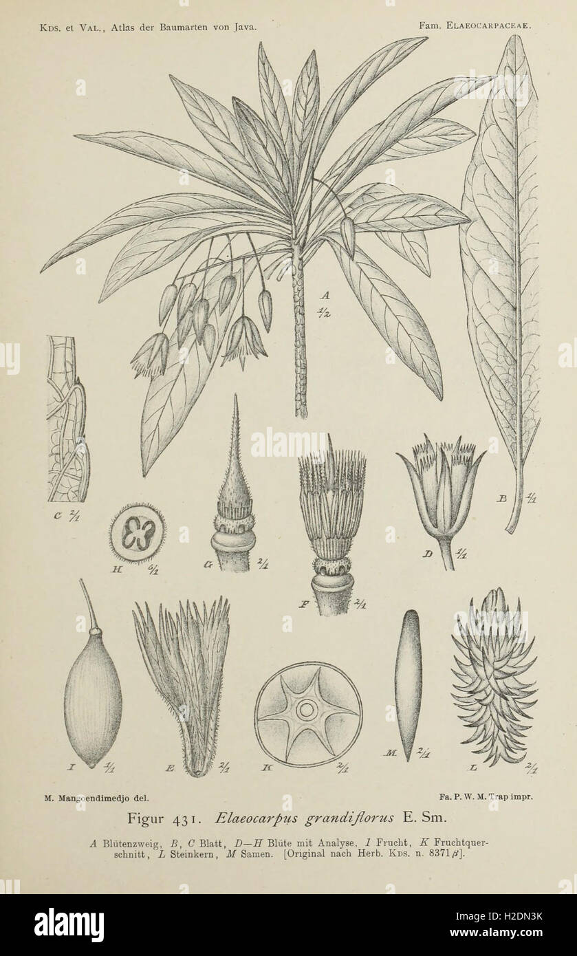 An atlas depicting various tree species native to Java, providing ...