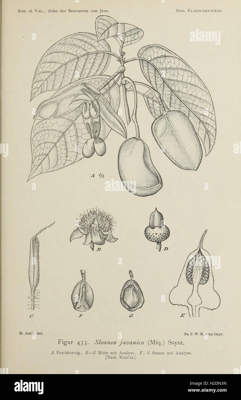 This atlas provides a detailed illustration of tree species from Java ...
