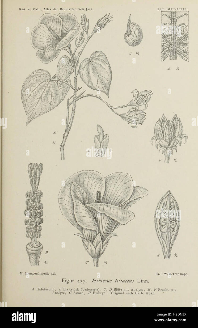 This atlas illustrates the diverse tree species of Java, featuring ...