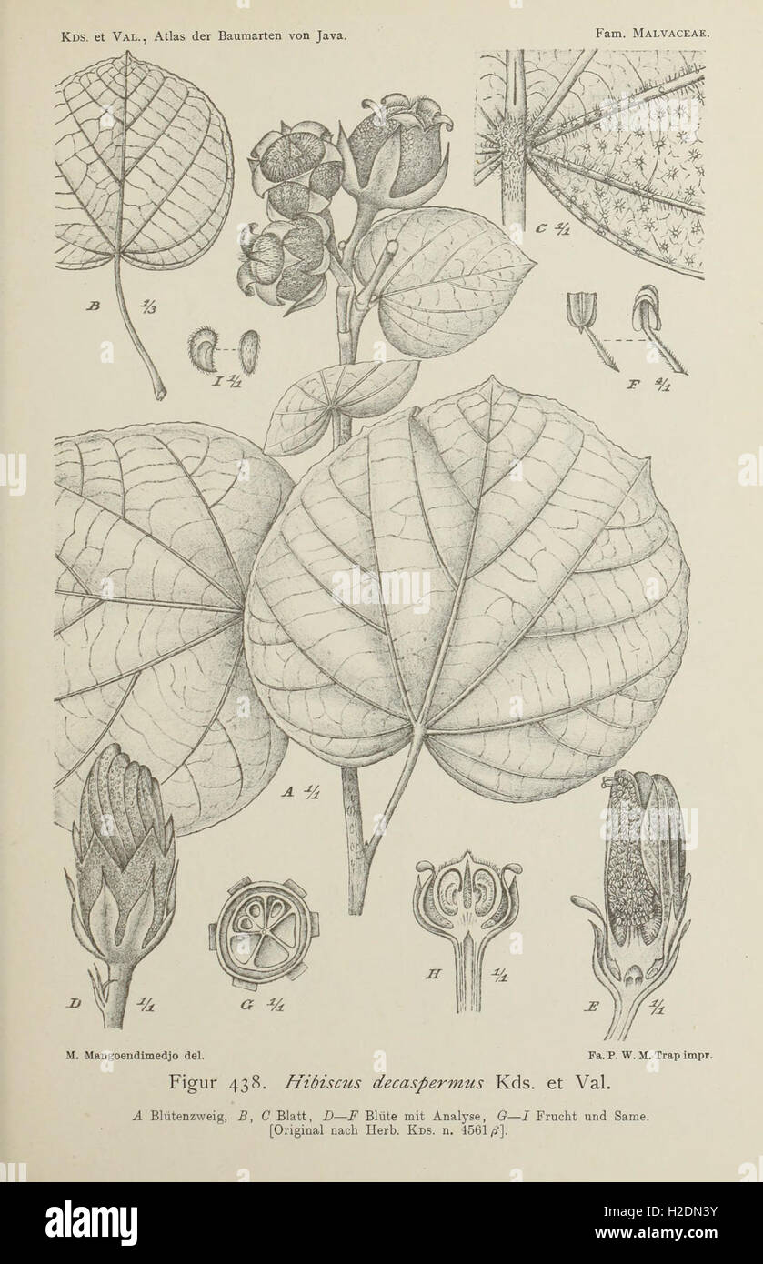 This atlas offers detailed illustrations and descriptions of the tree ...