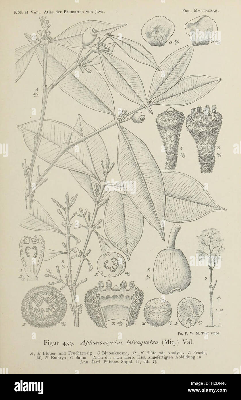 The Atlas der Baumarten von Java is a botanical work that illustrates ...
