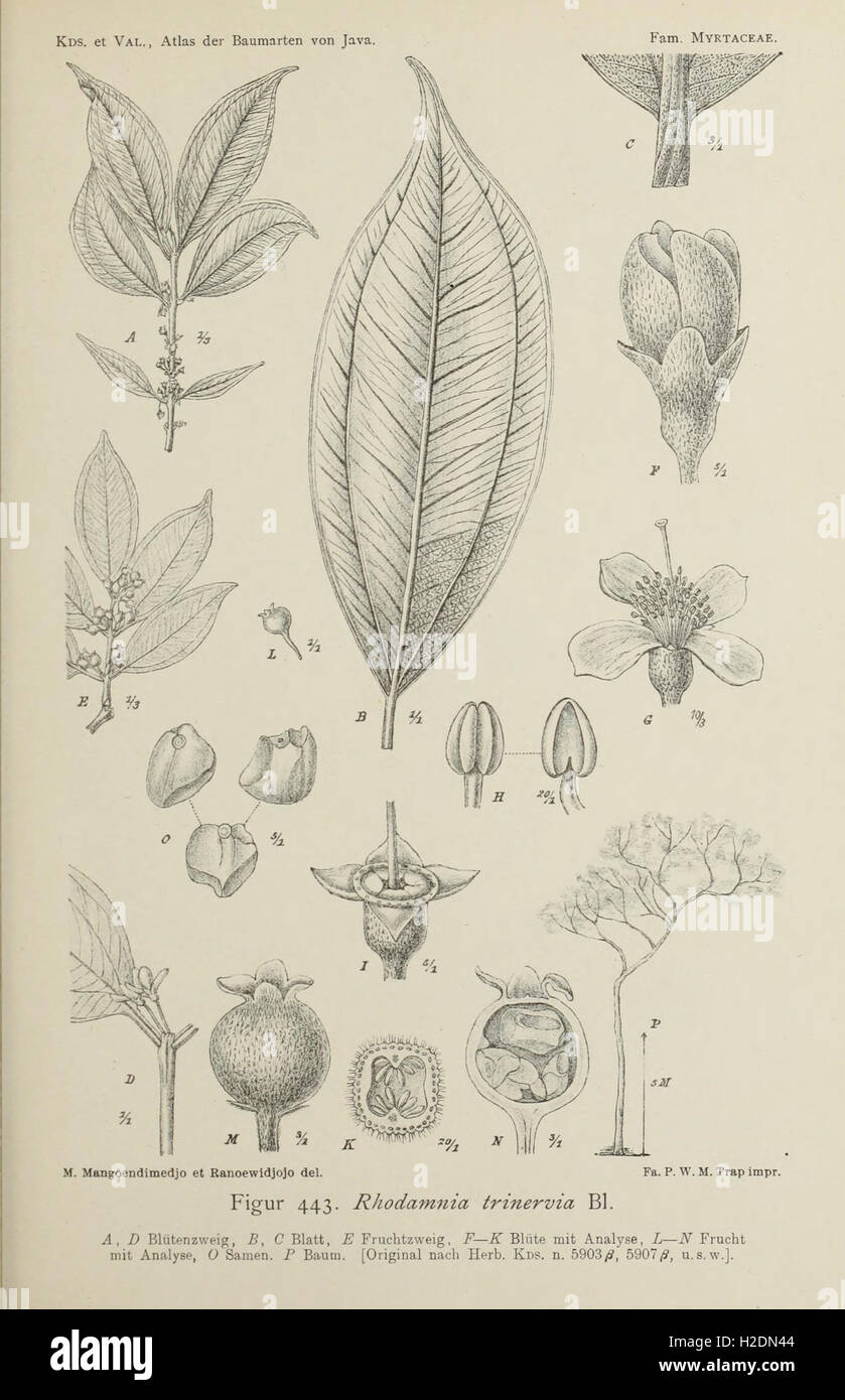 'Atlas der Baumarten von Java' provides an illustration of tree species ...