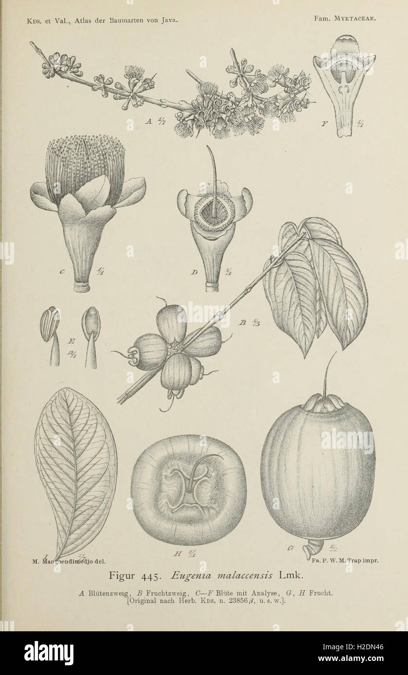 This atlas features various tree species from Java, with Figure 445 ...