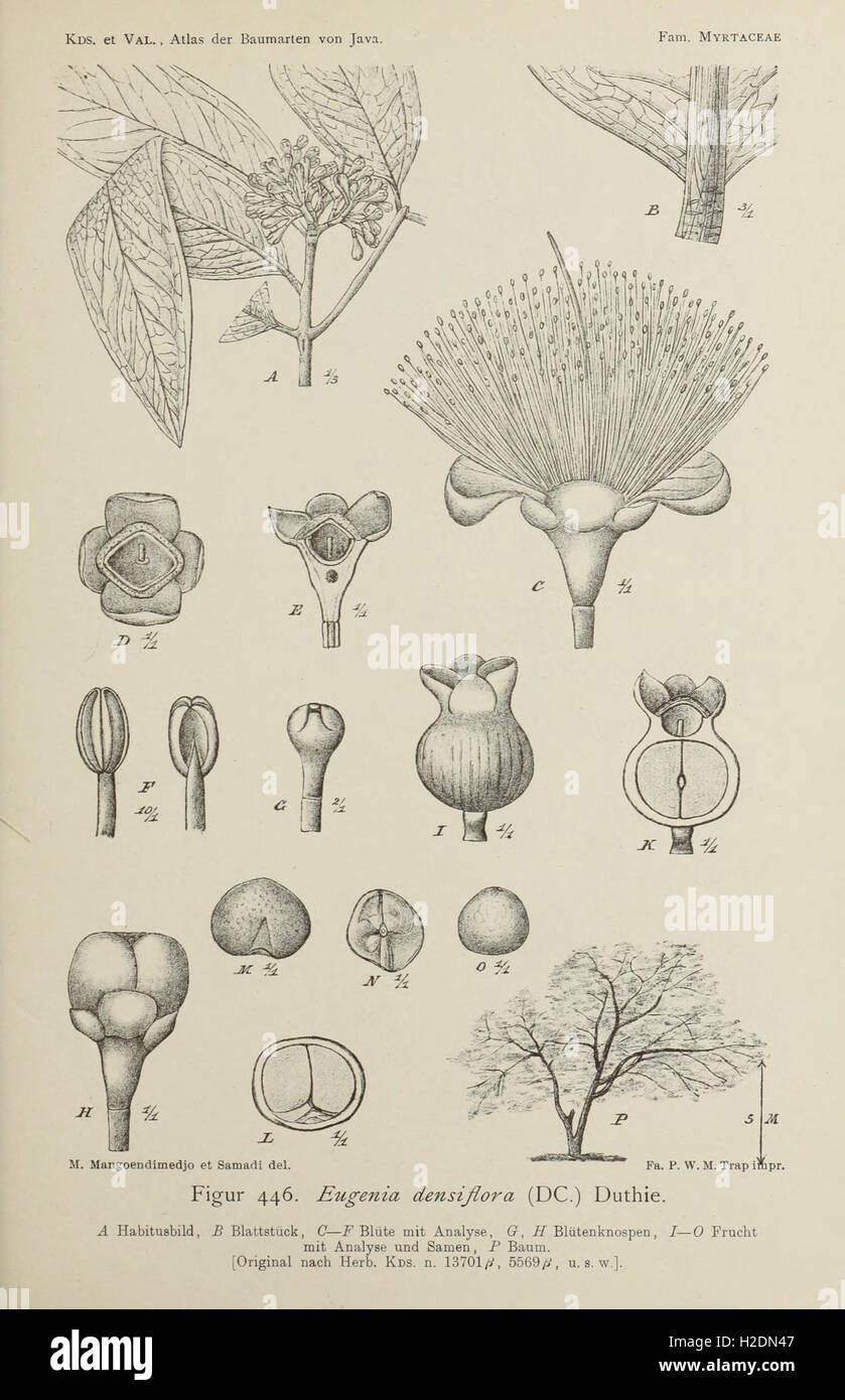 The Atlas of Tree Species of Java features detailed illustrations and ...