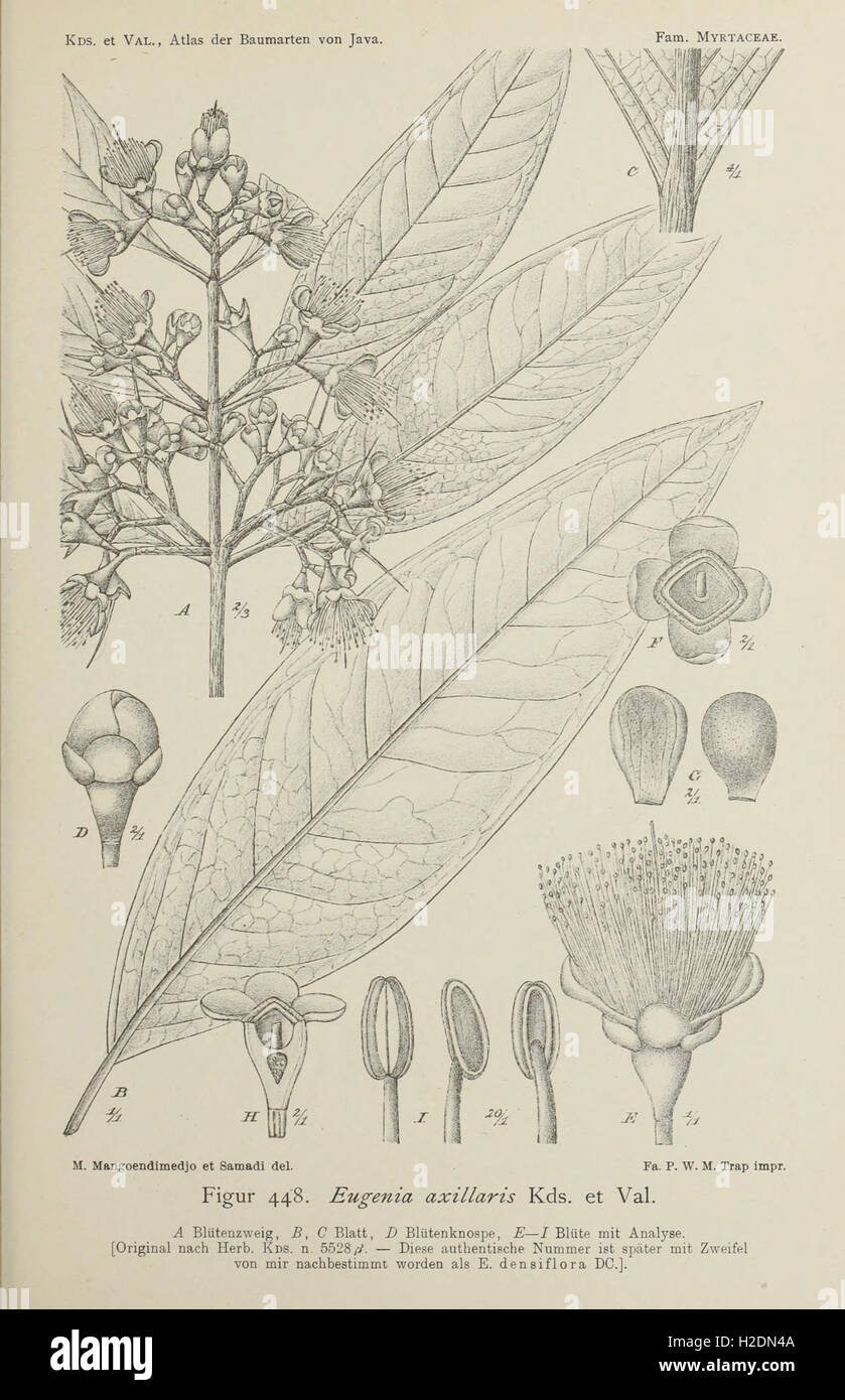 An atlas illustrating tree species found in Java, with detailed figures ...