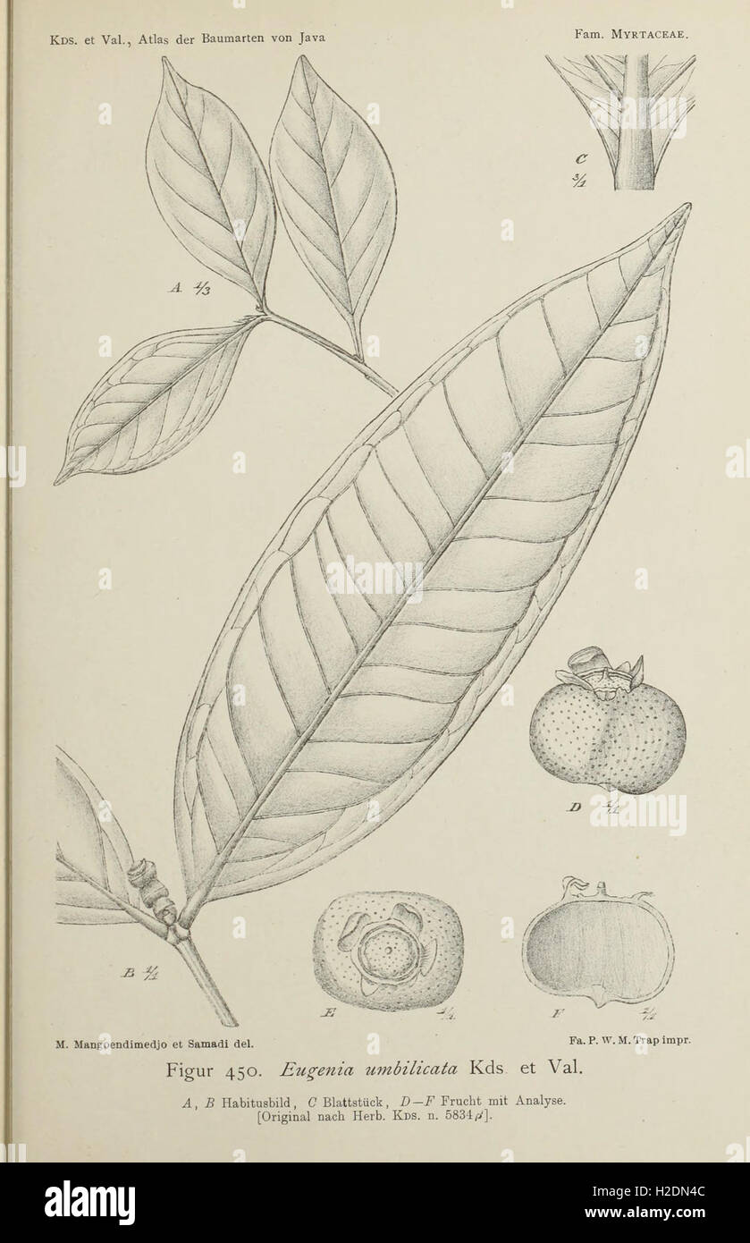 This atlas showcases the diverse tree species found in Java, Indonesia ...