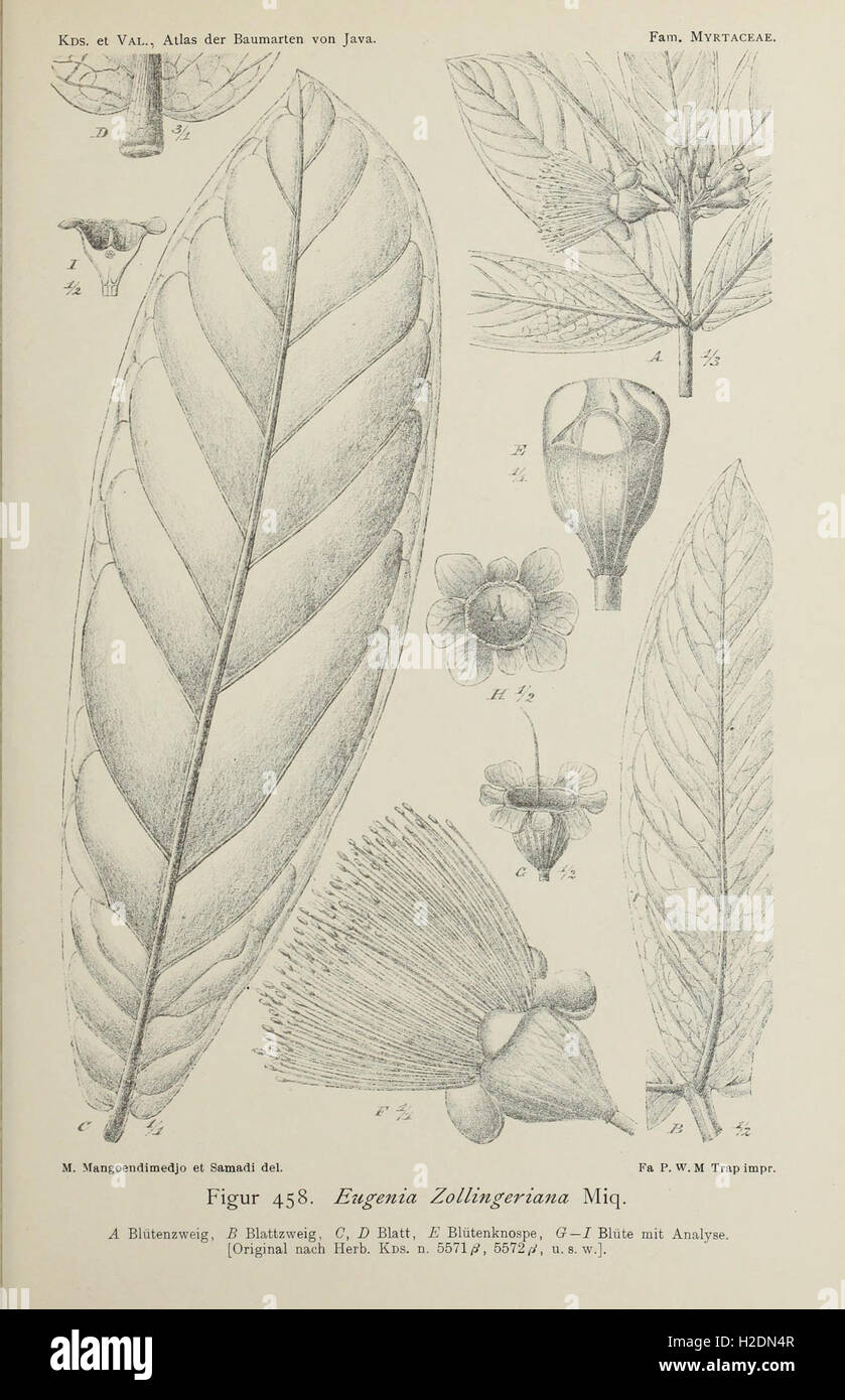 This atlas presents a detailed study of tree species found in Java ...