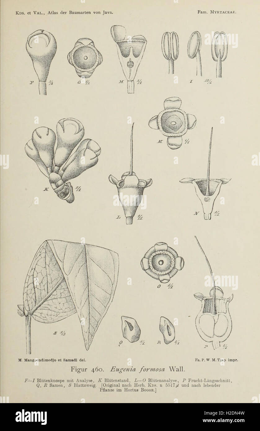 Figure 460 of the 'Atlas der Baumarten von Java' illustrates various ...