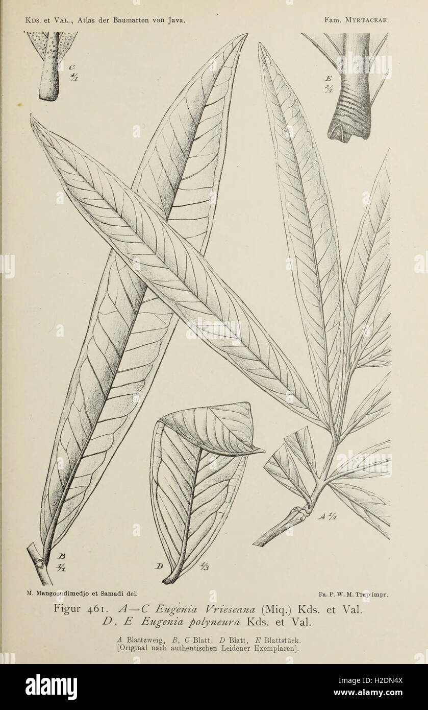 'Atlas der Baumarten von Java' is a detailed botanical work focusing on ...