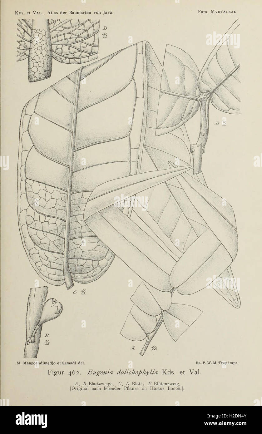The Atlas der Baumarten von Java is a detailed botanical work that ...