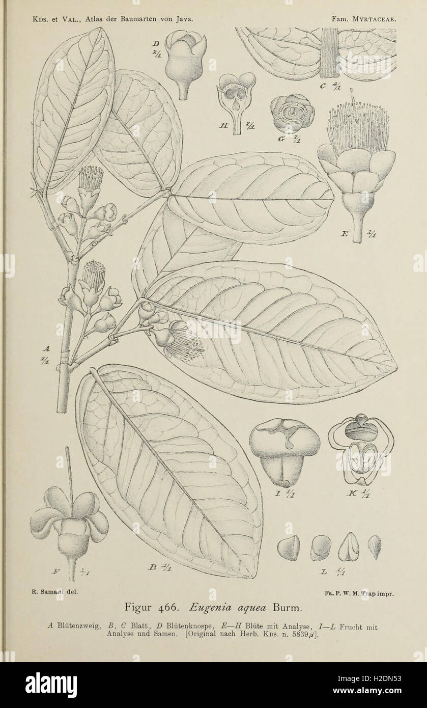 This atlas features illustrations of tree species found in Java ...