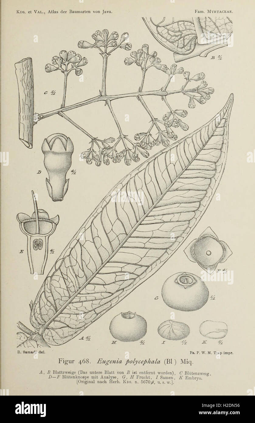 A detailed atlas of tree species found on the island of Java, including ...