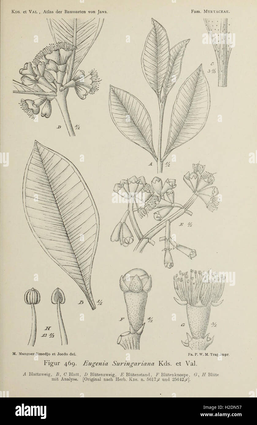 This atlas features detailed illustrations and descriptions of tree ...