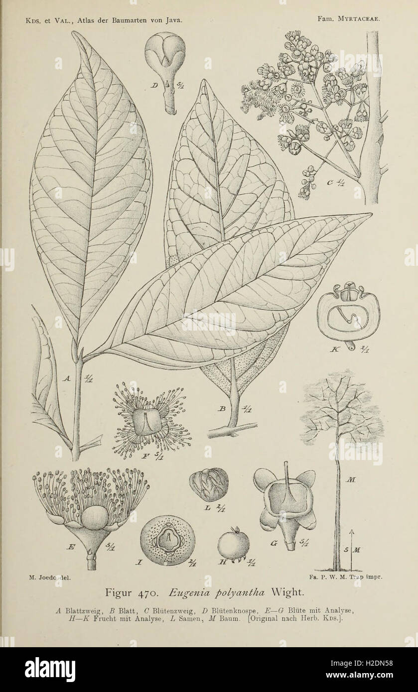 An atlas featuring tree species of Java, providing detailed ...