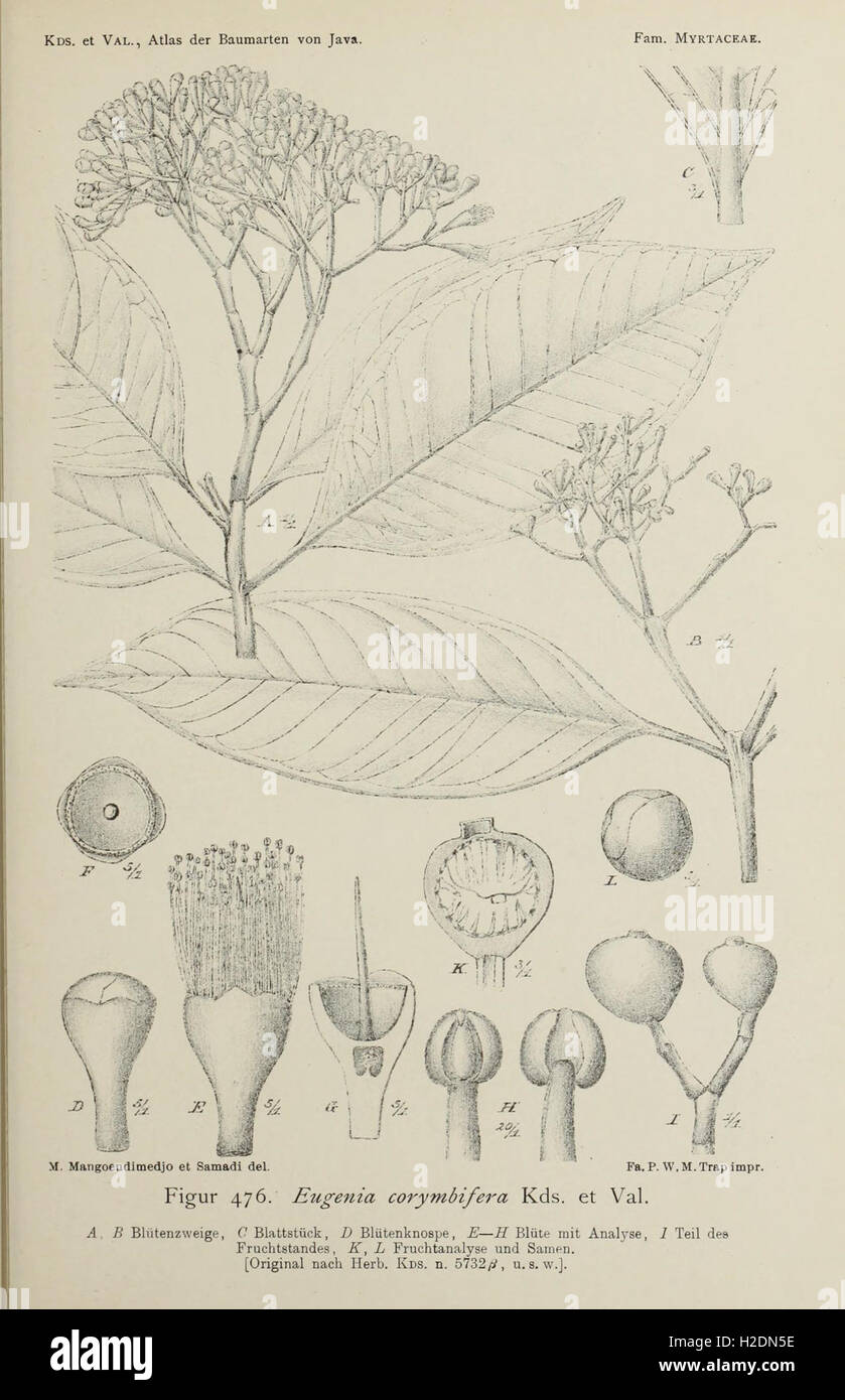 This figure from the Atlas of Java's tree species shows a variety of ...