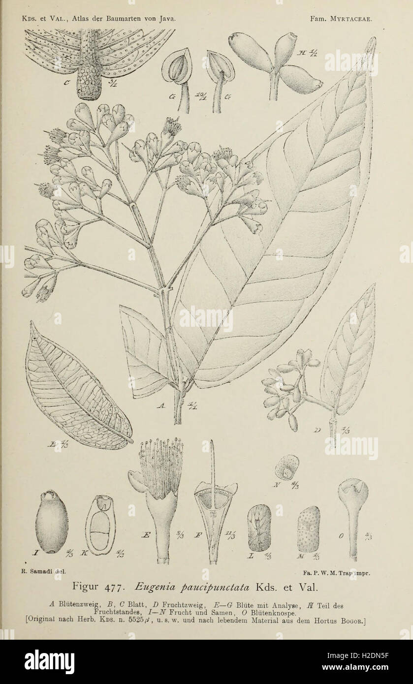 This illustration from the *Atlas der Baumarten von Java* depicts ...