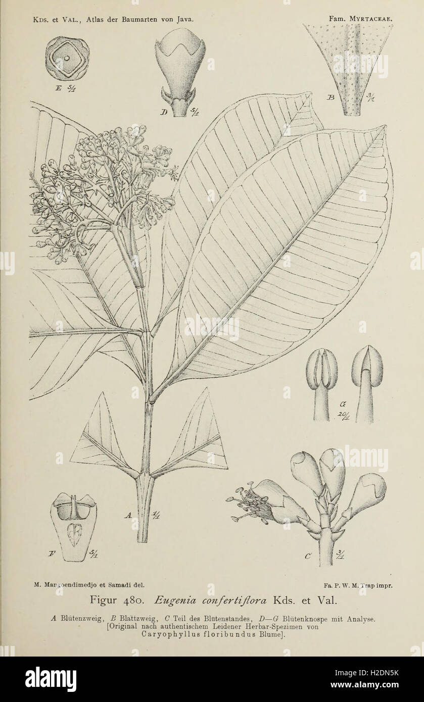 An illustrated atlas detailing various tree species native to Java ...