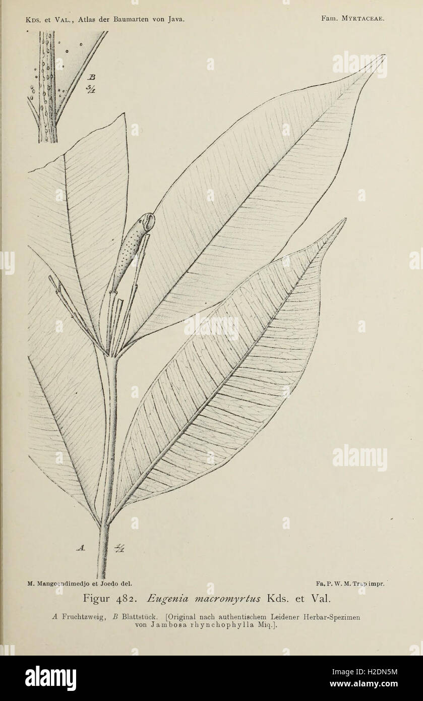 Figure 482 in this atlas displays the various tree species found in ...