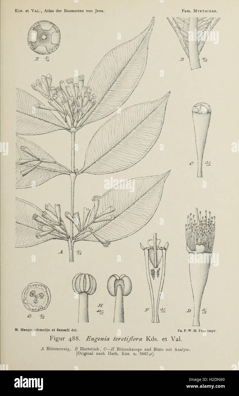 An atlas depicting various tree species native to Java, with detailed ...