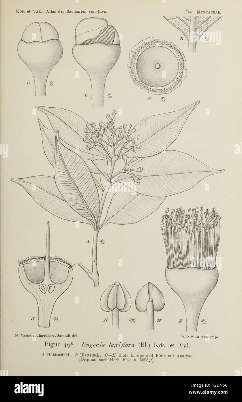 This botanical atlas focuses on tree species native to Java, providing ...