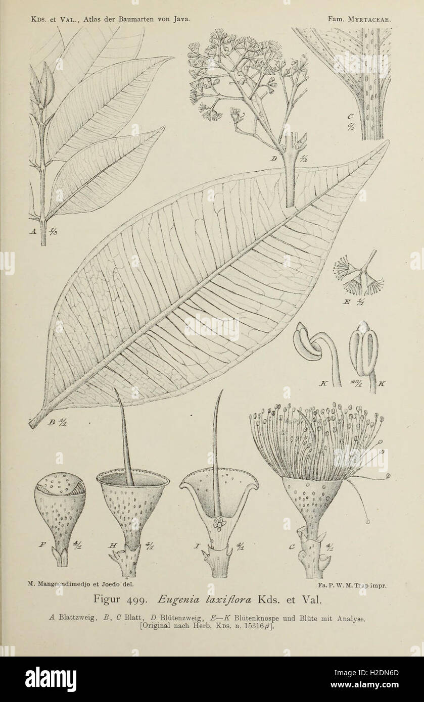 An atlas depicting the tree species of Java, with detailed ...