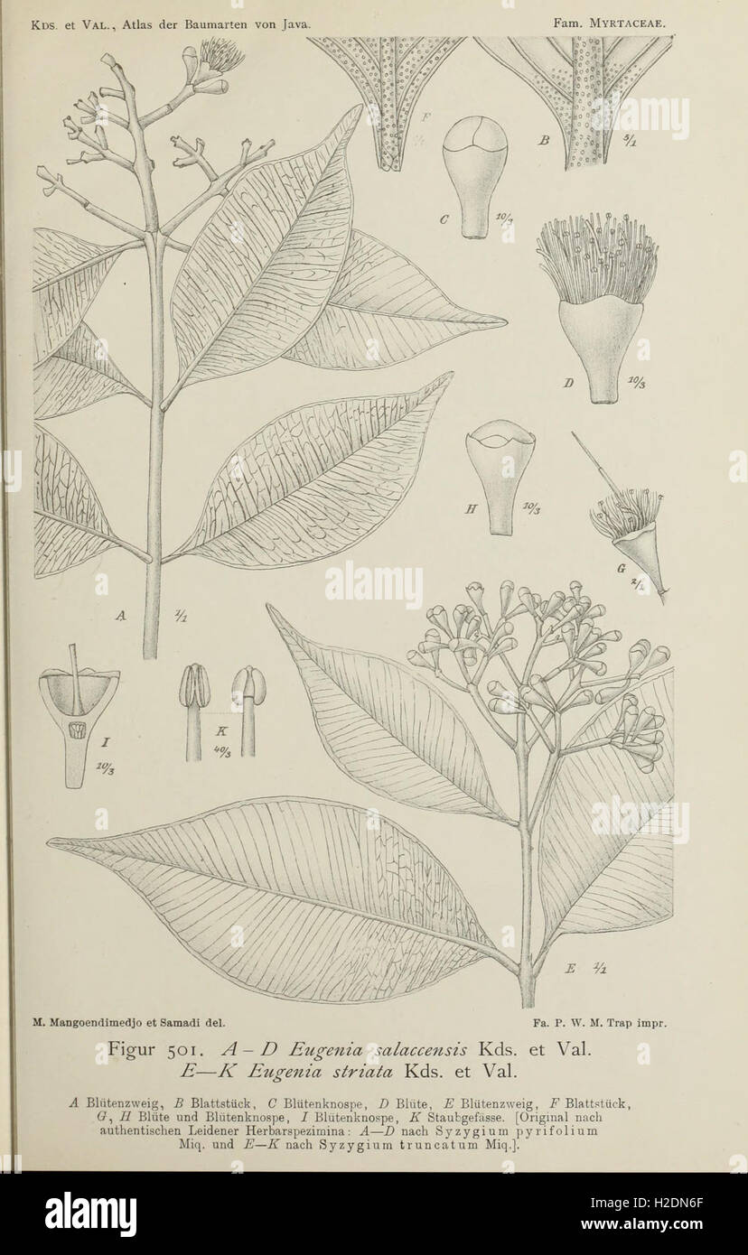 This atlas presents a detailed visual guide to the tree species of Java ...