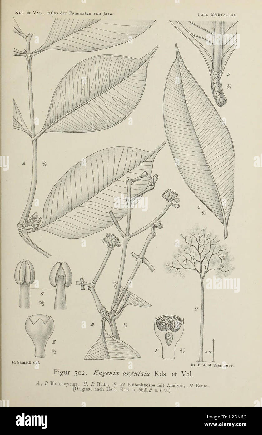 This atlas presents the tree species found in Java, with detailed ...