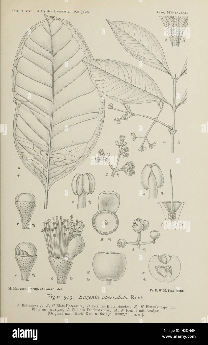 An atlas of tree species from Java, featuring detailed illustrations ...