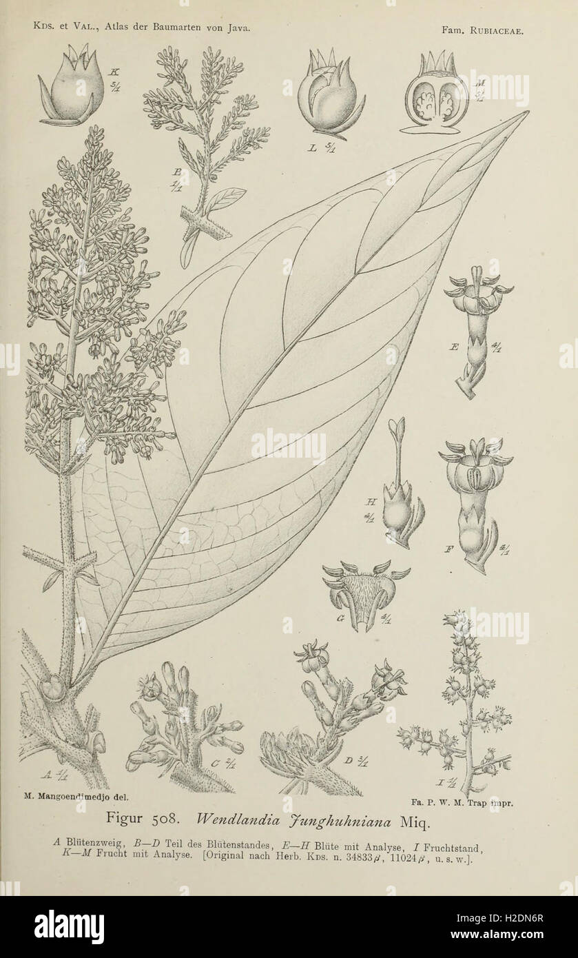 This section of the atlas continues to document tree species from Java ...