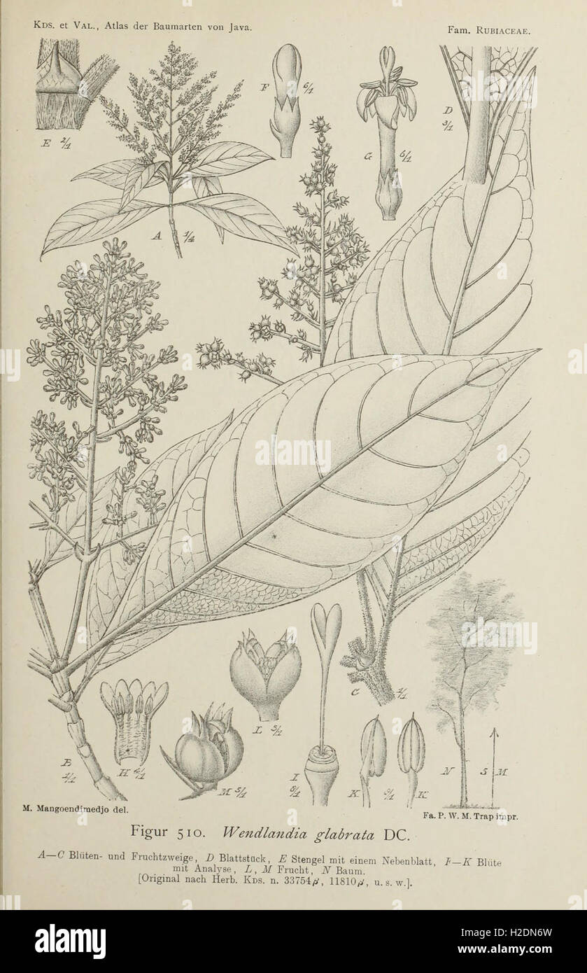 The 'Atlas der Baumarten von Java' (Atlas of Tree Species of Java ...