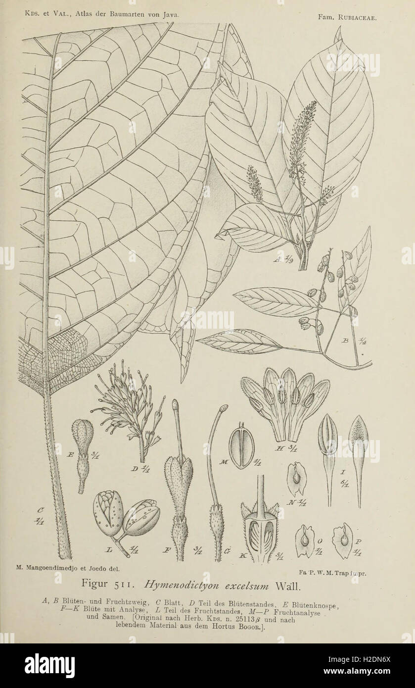 This atlas provides detailed illustrations of tree species native to ...