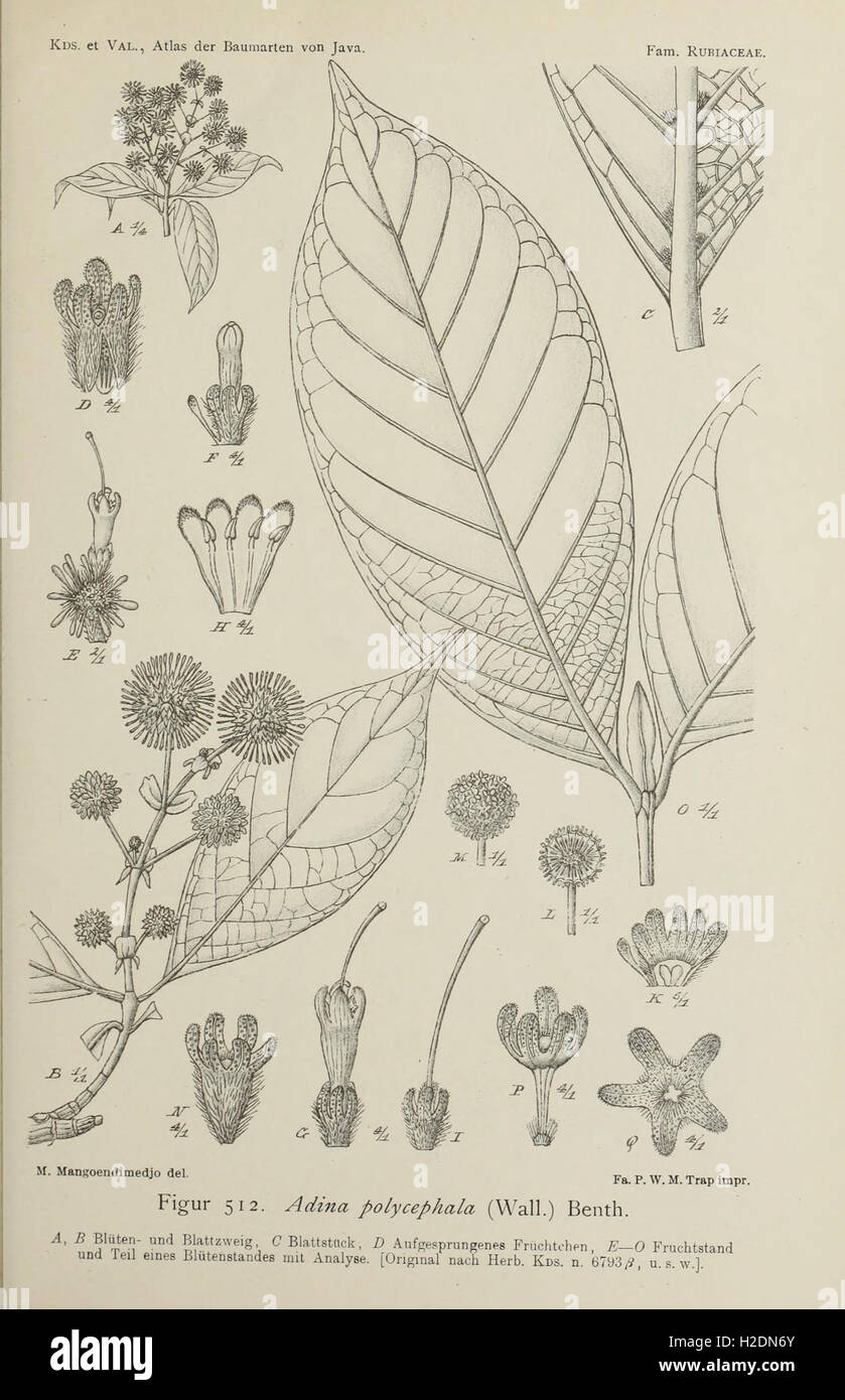 This atlas provides detailed illustrations of tree species native to ...