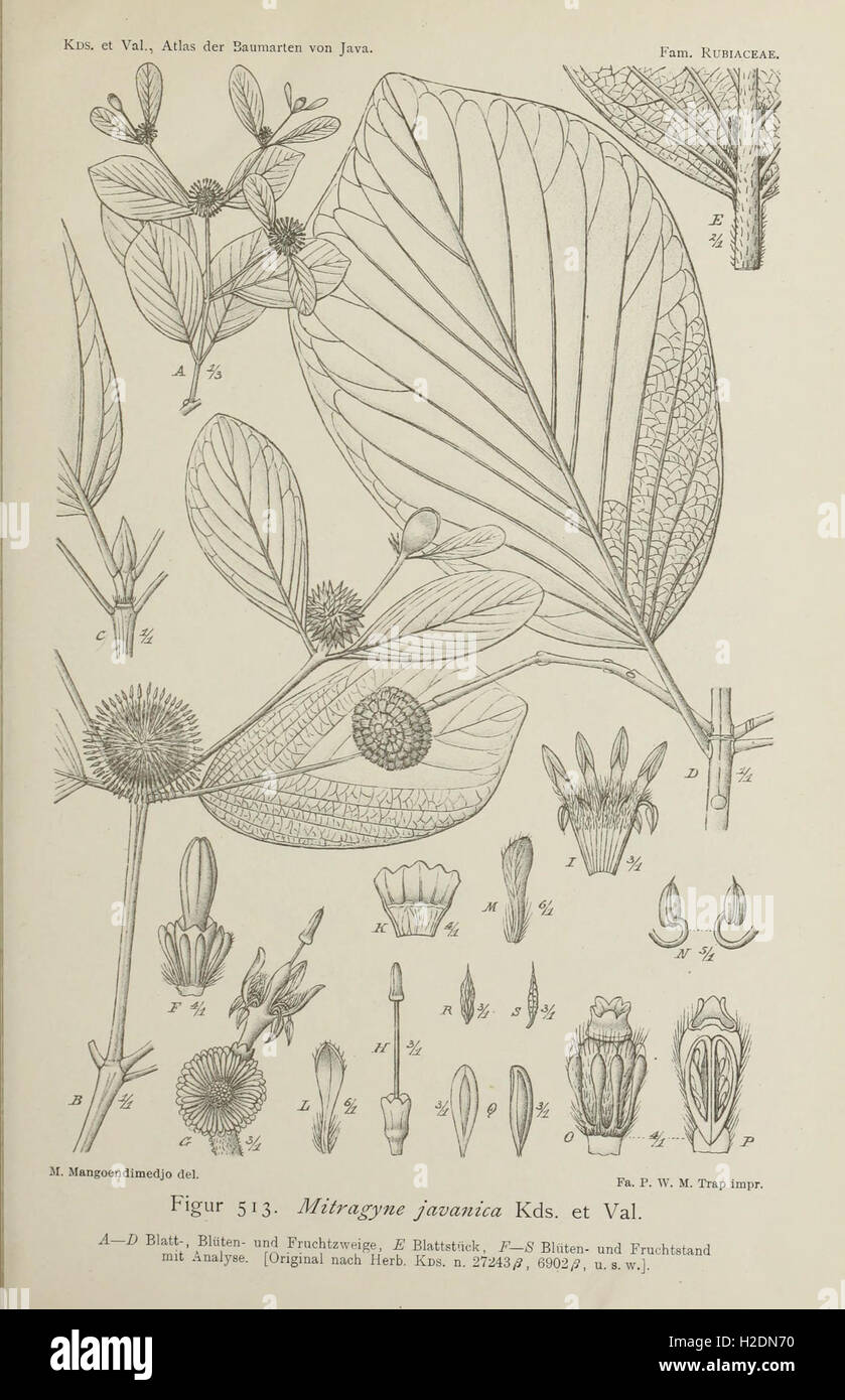 This atlas presents detailed illustrations and descriptions of tree ...