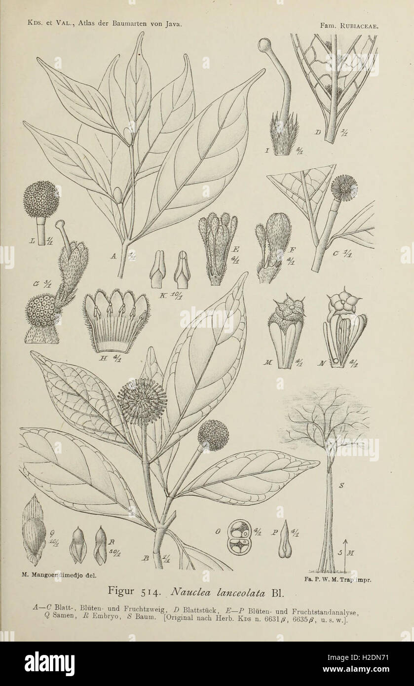 This atlas provides detailed illustrations and descriptions of the tree ...